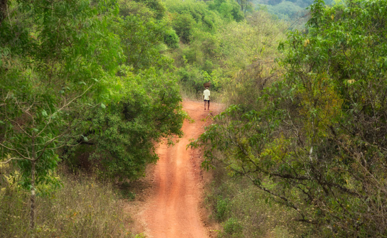 In the Cashew Orchard - Photo Blog by Rajan Parrikar