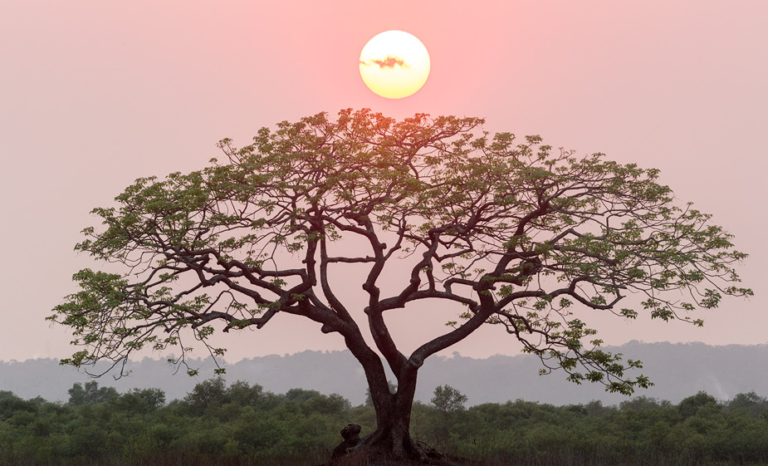 Kalpavriksha - Photo Blog by Rajan Parrikar