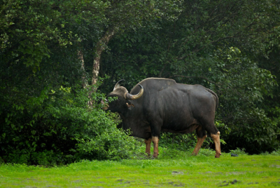 Gaur - Photo Blog by Rajan Parrikar