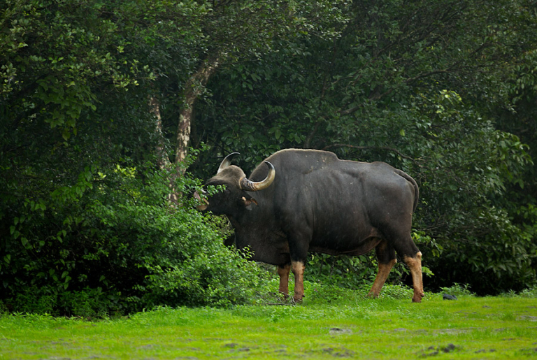 Gaur - Photo Blog by Rajan Parrikar
