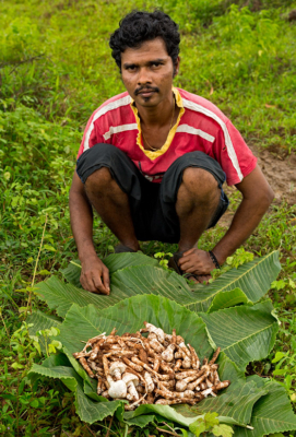 Wild Mushrooms of Goa - Photo Blog by Rajan Parrikar