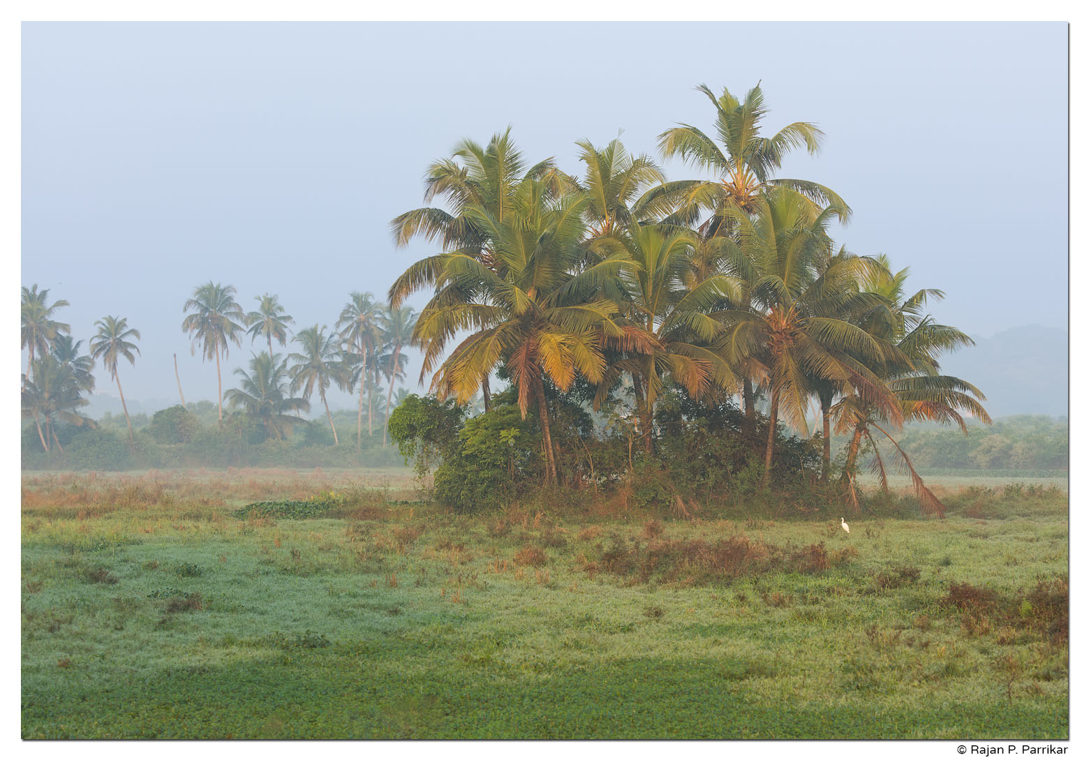 Morning Light in Goa - 1 - Photo Blog by Rajan Parrikar